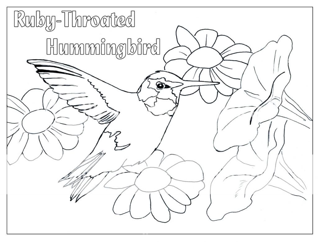 Hummingbird Color Page Photo by Avid-Artworks | Photobucket